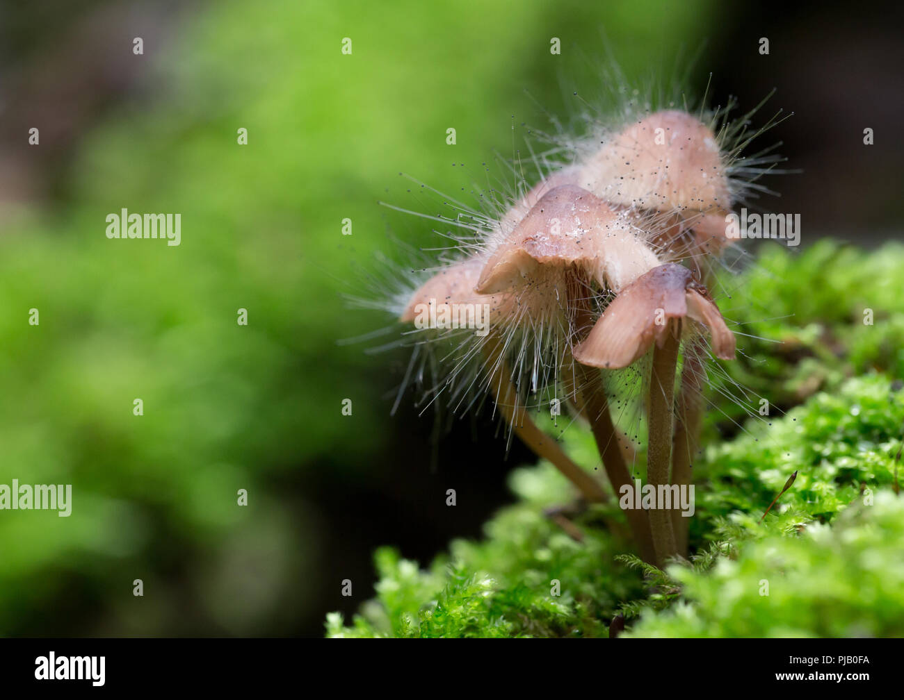 Bonnet mold fungus Stock Photo - Alamy