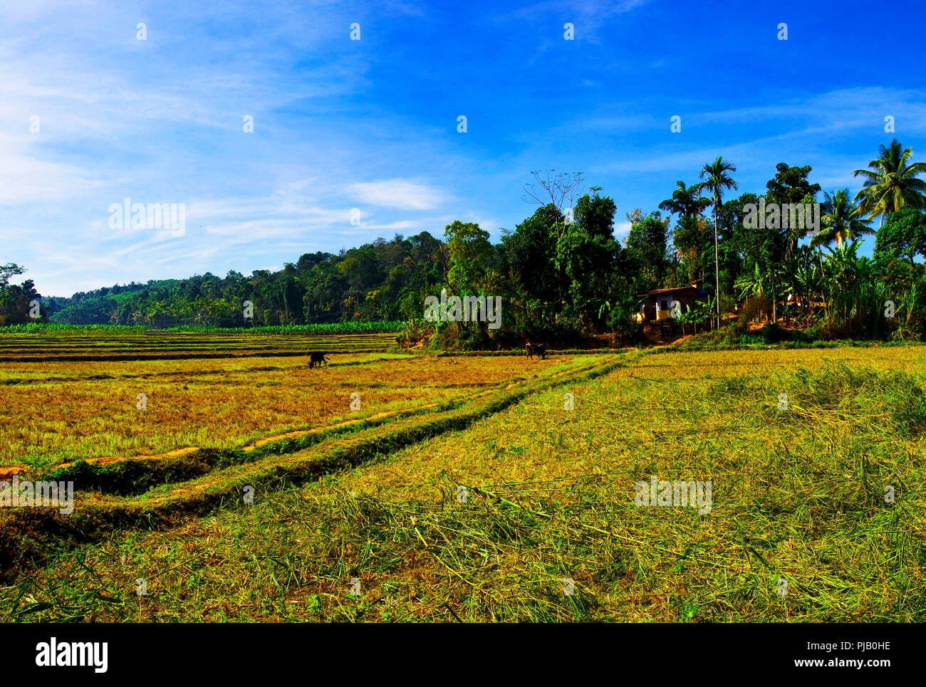 Kerala greenery hi-res stock photography and images - Alamy