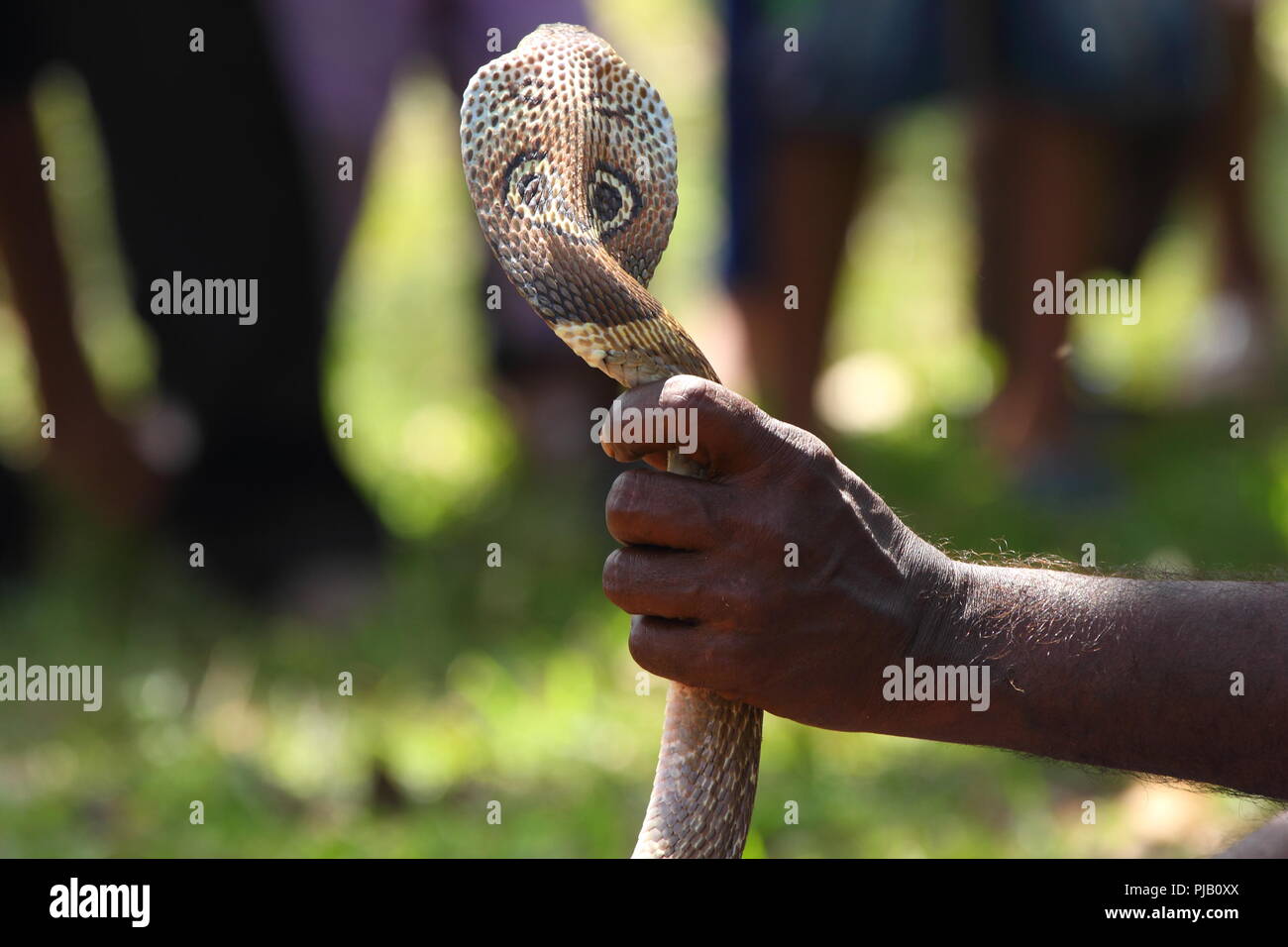 Snake bite hand hi-res stock photography and images - Alamy