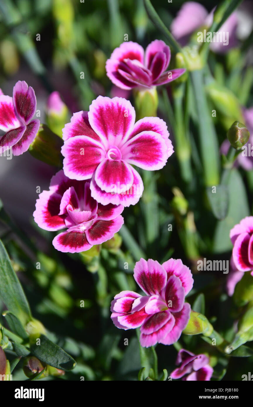 Dianthus 'Pink Kisses' (Pinks) grown at RHS Garden Harlow Carr ...