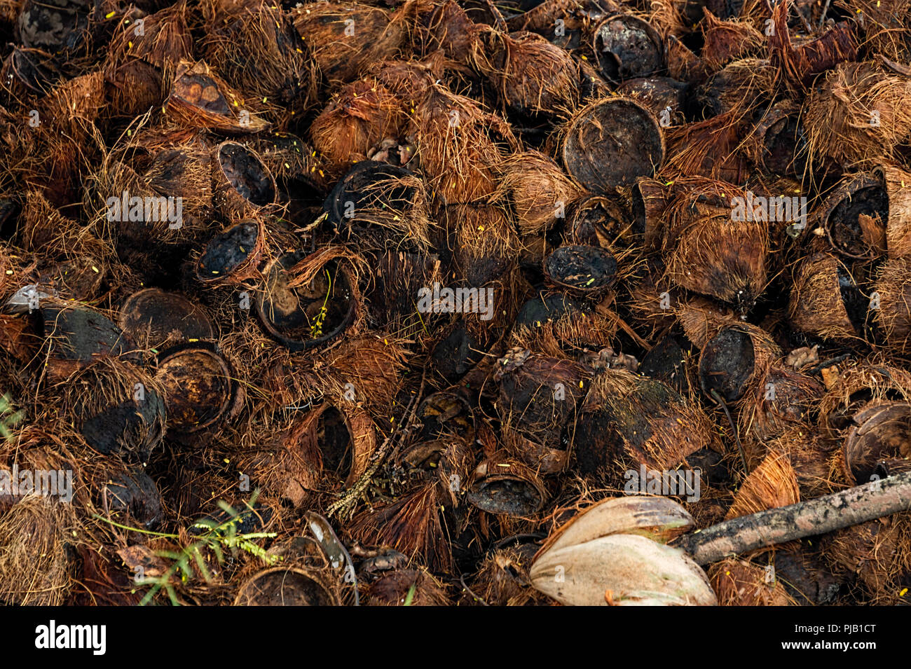 Abstract of Coconut Shells Stock Photo - Alamy