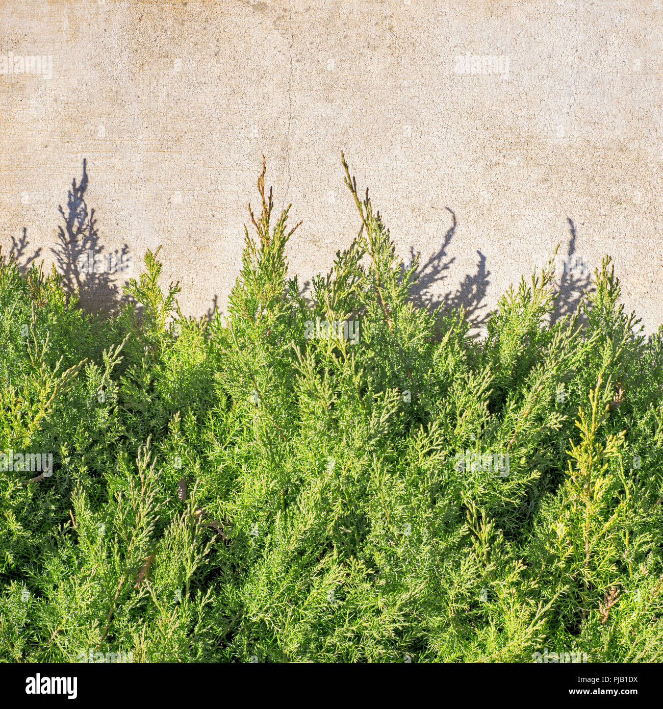 Green thuja tree near the stucco wall. Covering half wall Stock Photo ...