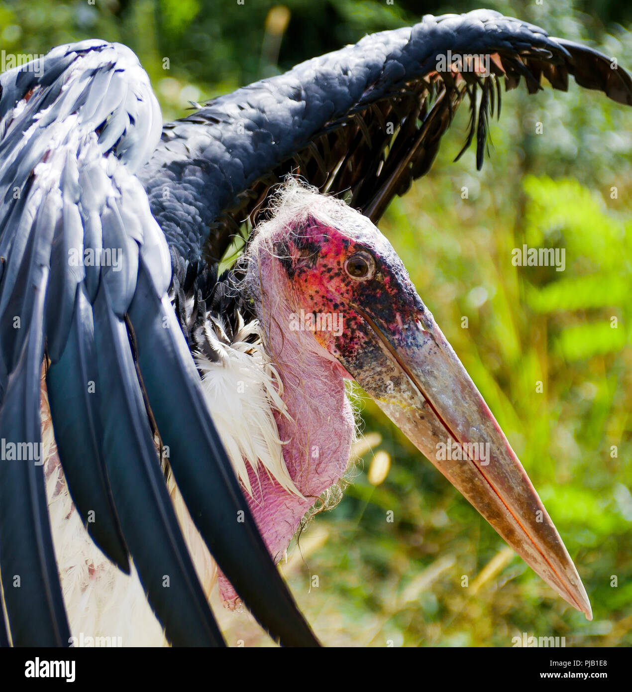 African marabou, Villars Les Dombes, France Stock Photo - Alamy