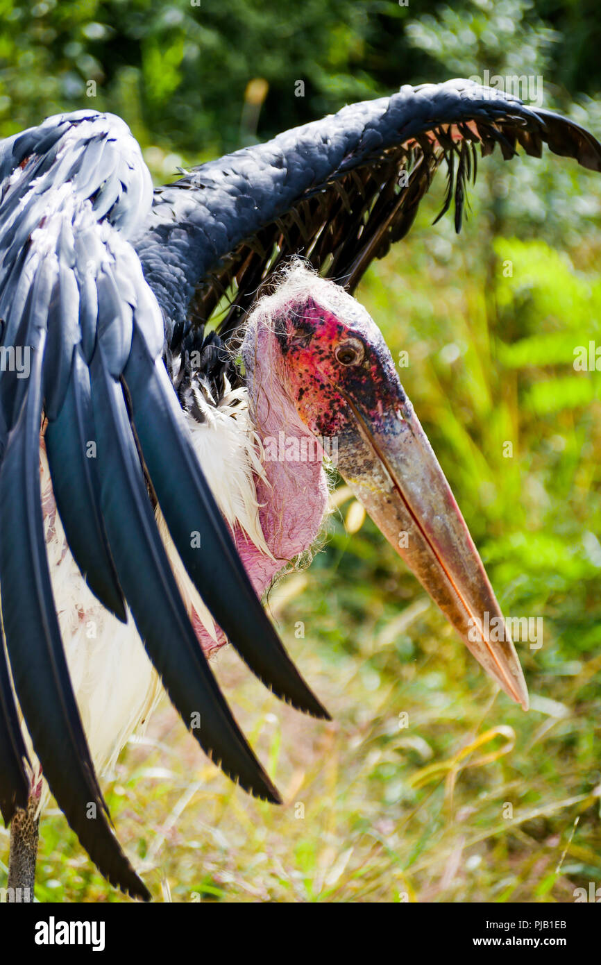 African marabou, Villars Les Dombes, France Stock Photo - Alamy