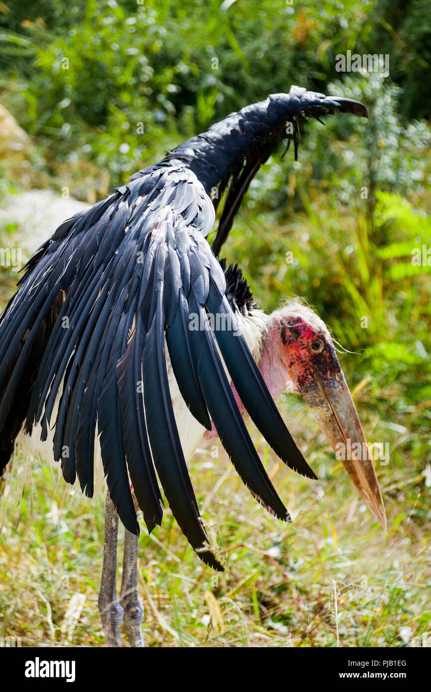 African marabou, Villars Les Dombes, France Stock Photo - Alamy