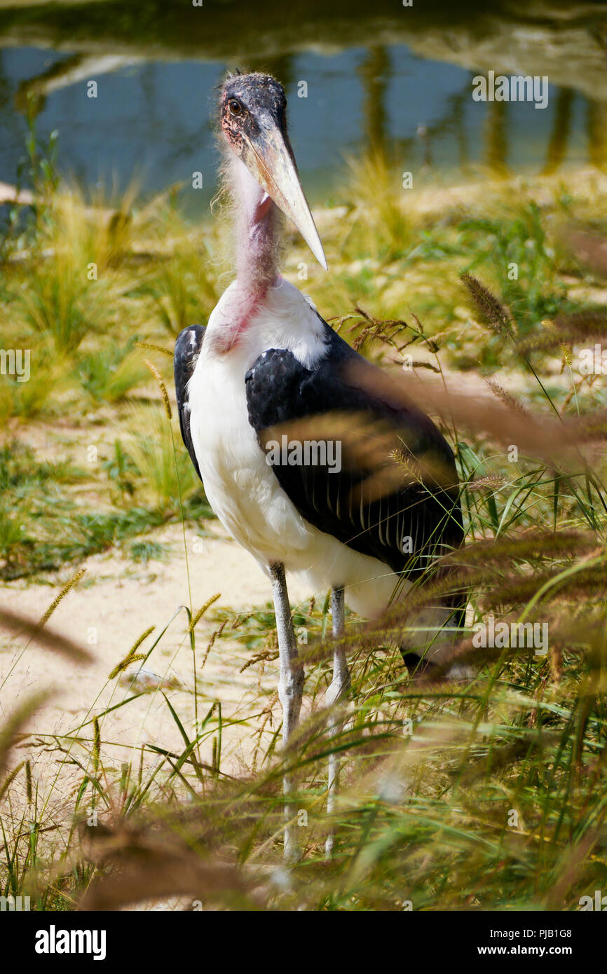 Female marabou hi-res stock photography and images - Alamy