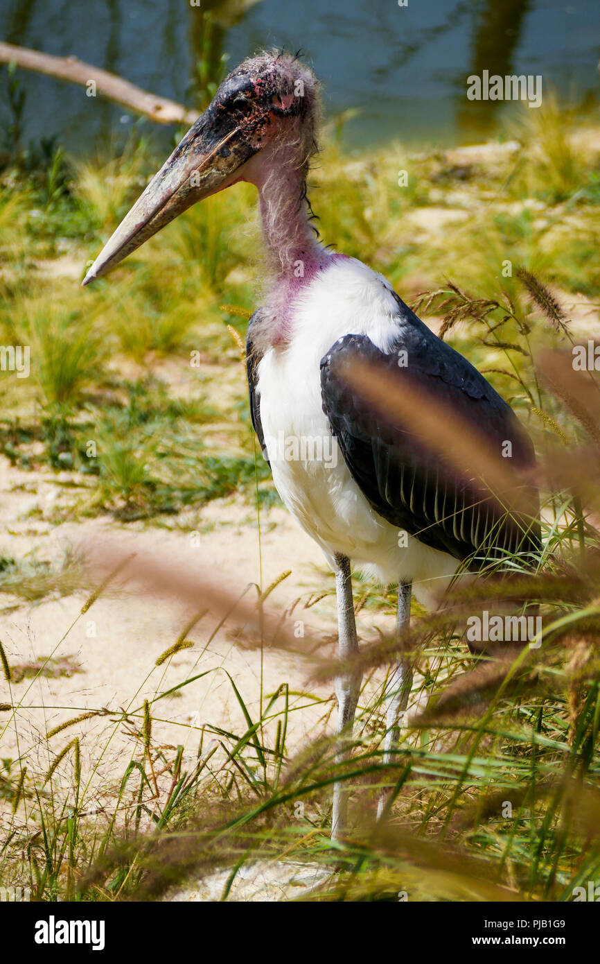 Female marabou hi-res stock photography and images - Alamy