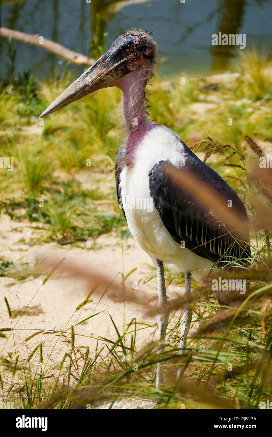 Female marabou hi-res stock photography and images - Alamy