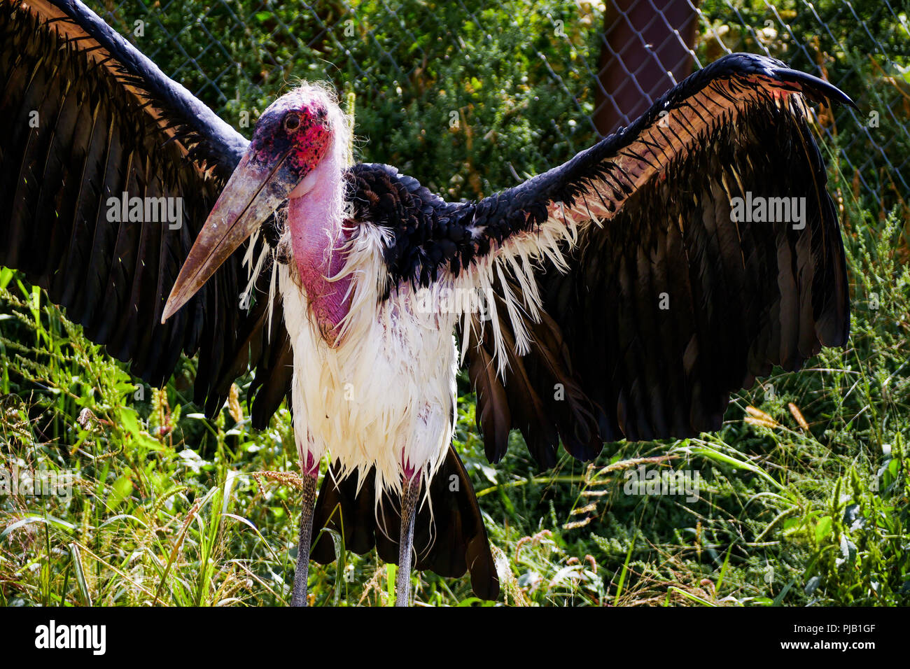 African marabou, Villars Les Dombes, France Stock Photo - Alamy