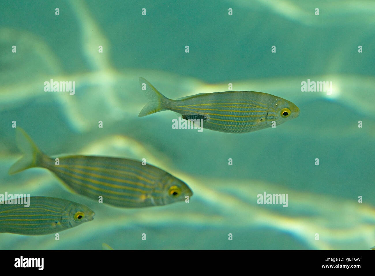 Parasitic fish isopod hi-res stock photography and images - Alamy