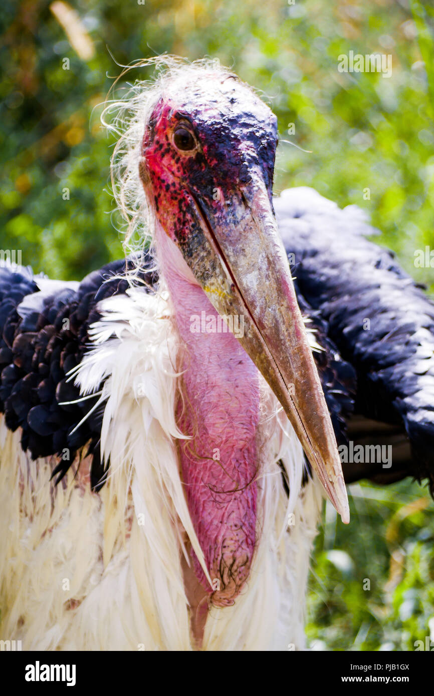 Faune africaine afrique hi-res stock photography and images - Alamy