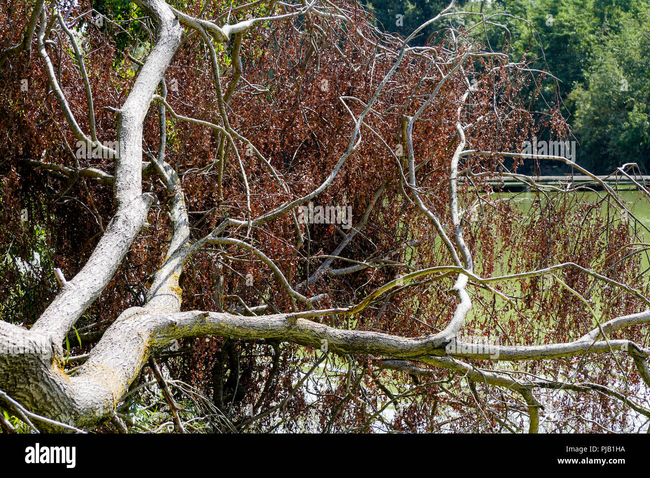 Dead tree laying alongside a pond, Birds Park, Villars Les Dombes ...