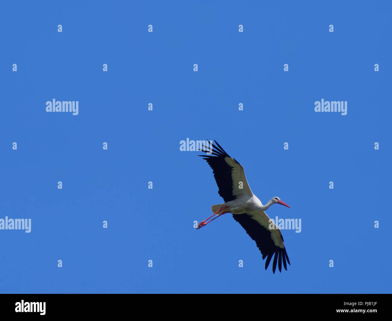 stork flying under blue sky at Schierstein, Wiesbaden, Germany Stock ...
