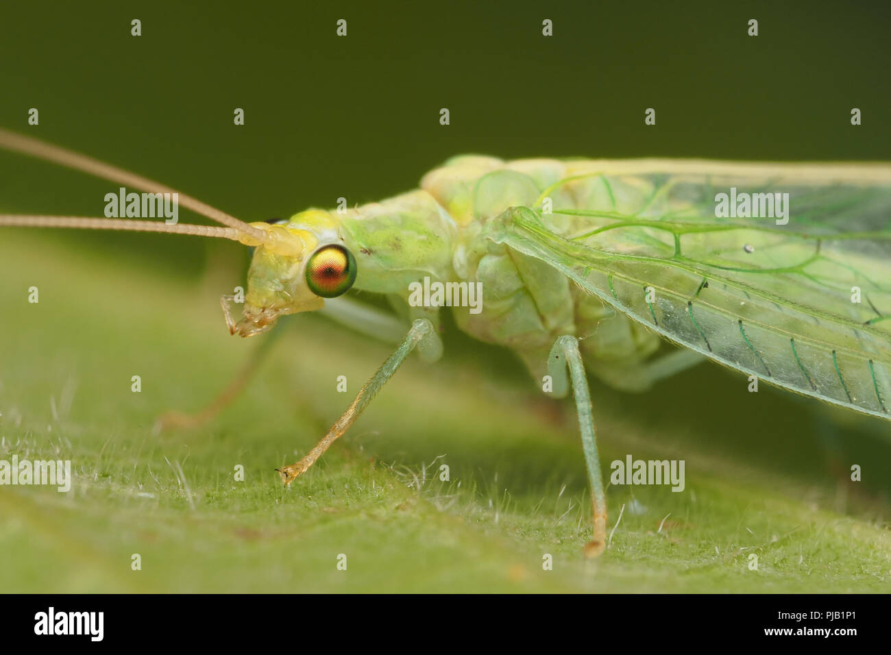 Entomology and lacewing hi-res stock photography and images - Alamy