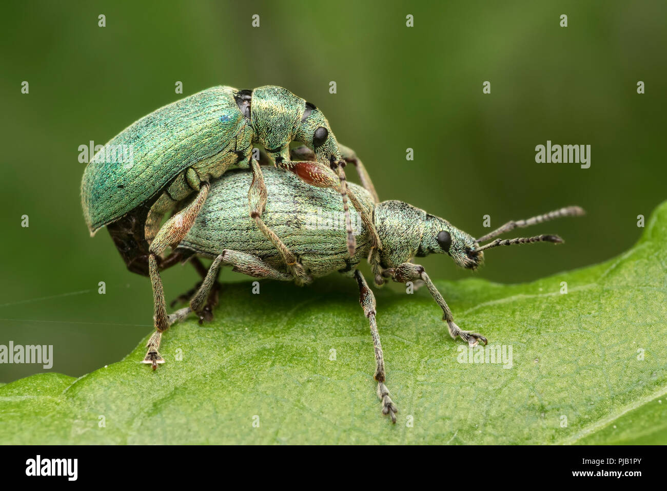 Green Weevils (Phyllobius sp.) mating on dock leaf. Tipperary, Ireland ...