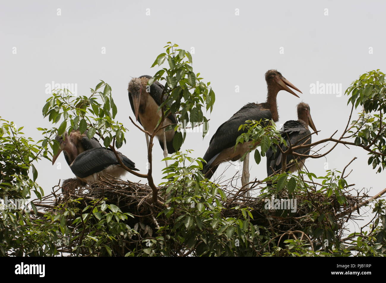 Marabou Storks nesting in a tree, Kampala, Uganda Stock Photo - Alamy