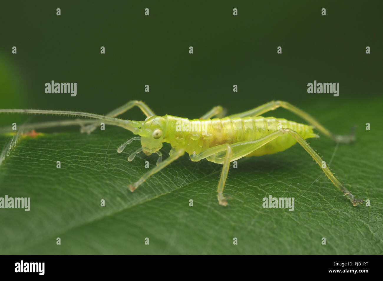 Cricket nymph leaf hi-res stock photography and images - Alamy