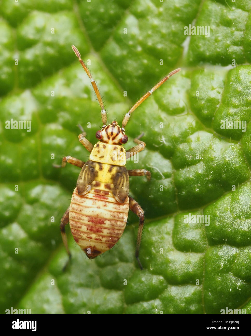 Striped oak bug nymph hi-res stock photography and images - Alamy