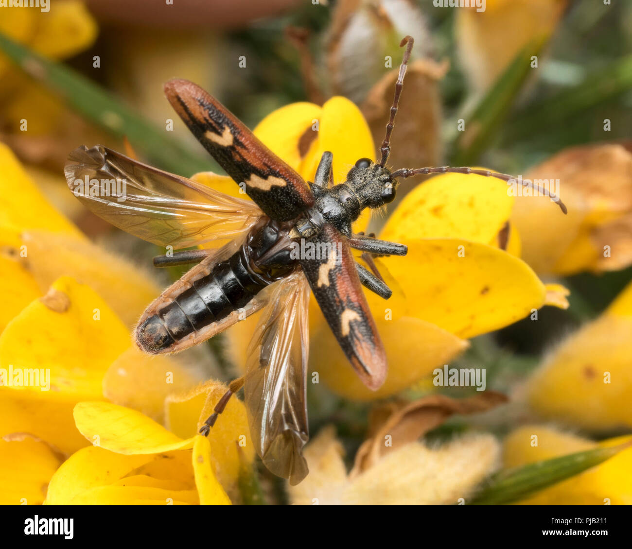 Two banded longhorn beetle about to take flight hi-res stock ...