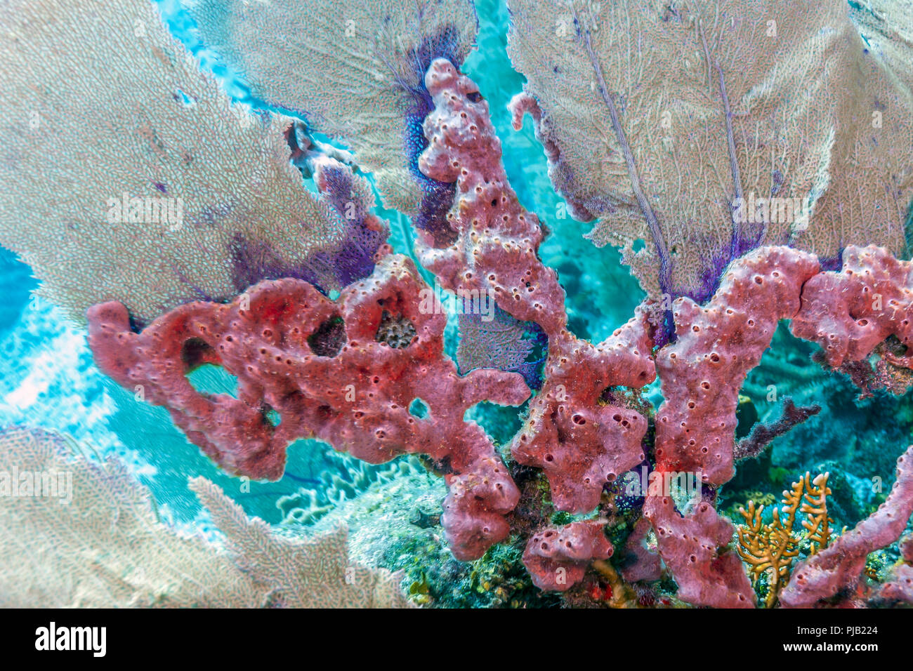Encrusting hard coral hi-res stock photography and images - Alamy