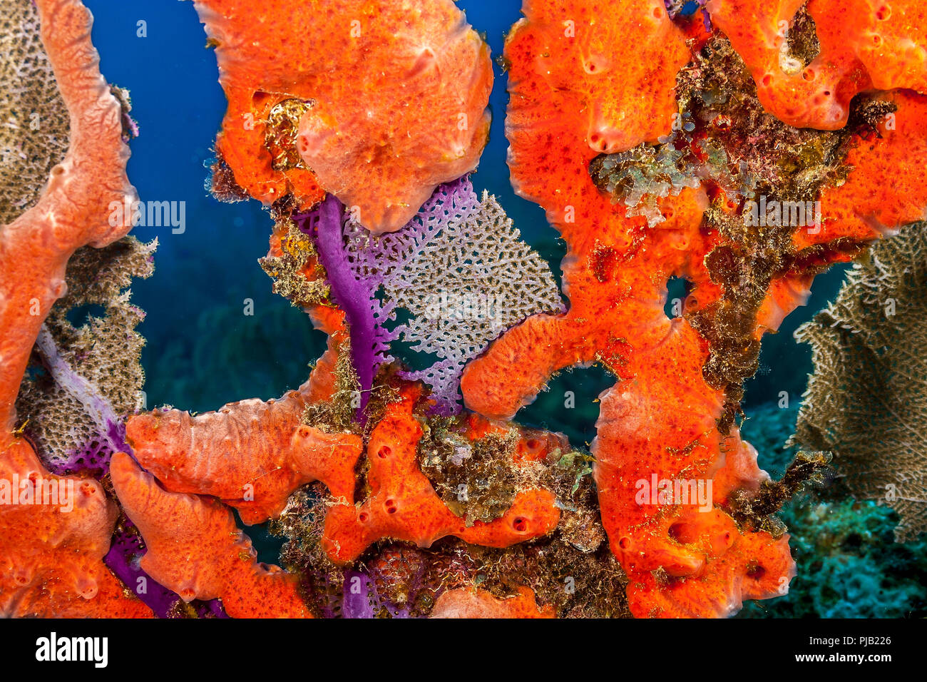 Encrusting hard coral hi-res stock photography and images - Alamy