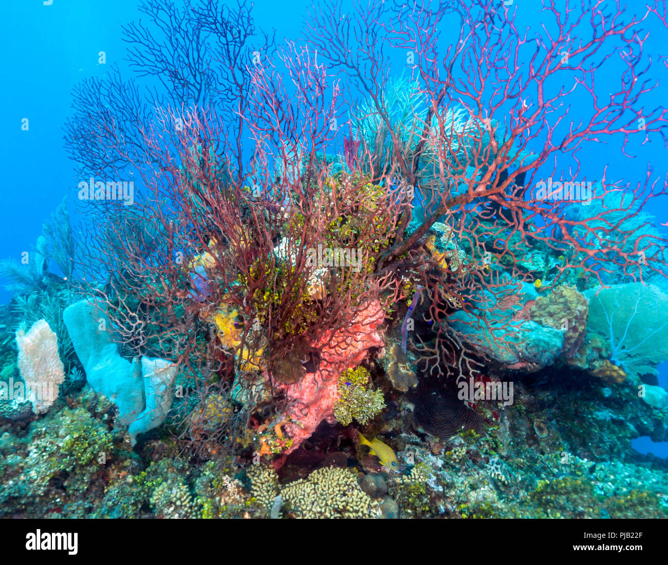 Gorgonians hi-res stock photography and images - Alamy