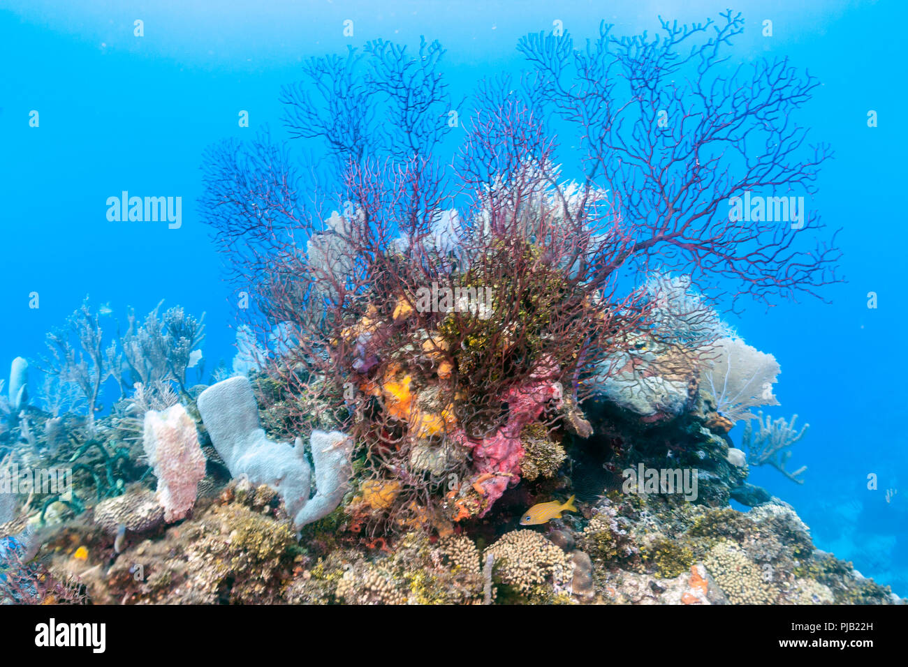 Gorgonians hi-res stock photography and images - Alamy