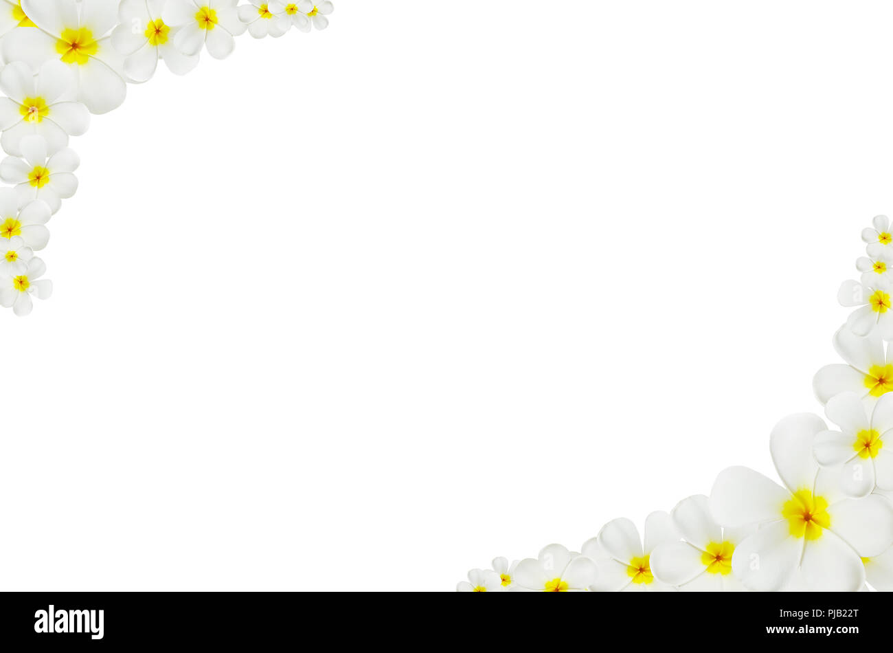 Horizontal frame of white plumeria flowers Stock Photo - Alamy
