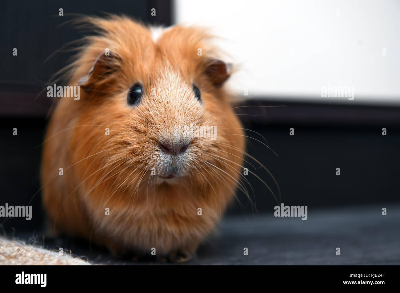 Portrait of guinea pig. Close up photo Stock Photo - Alamy