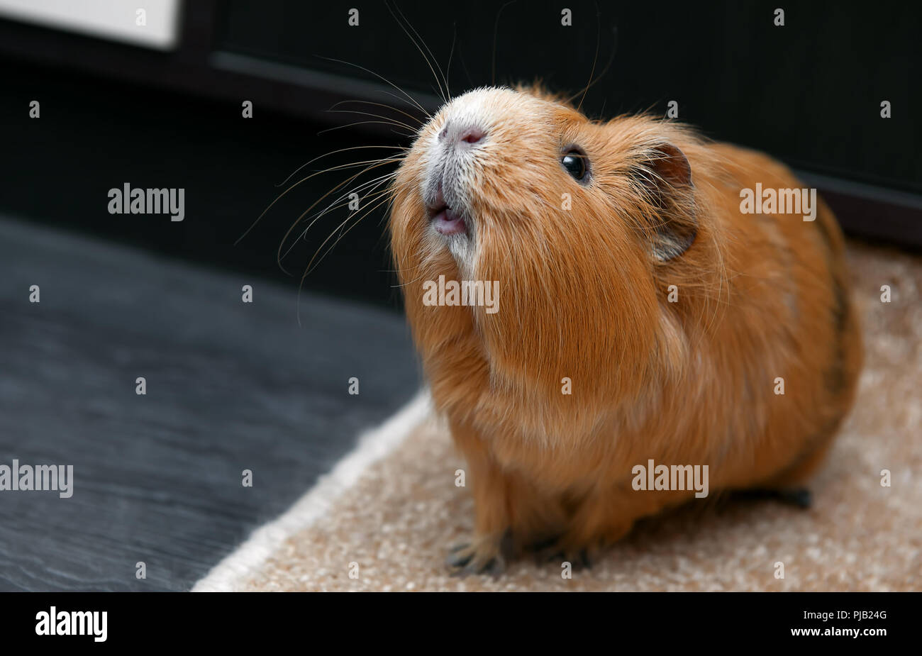 Portrait of guinea pig. Close up photo Stock Photo - Alamy