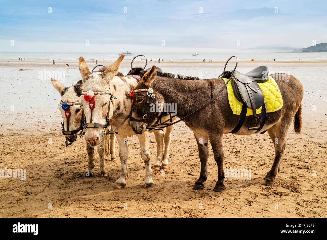 Trio of donkeys at a sandy beach resort in UK Stock Photo - Alamy