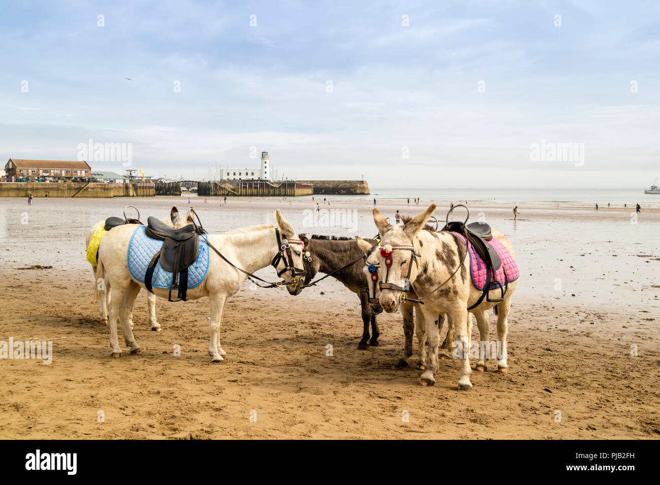 Small group of donkeys at a sandy beach resort in UK Stock Photo - Alamy