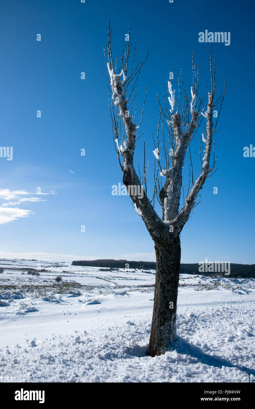 a tree covered with permafrost stands in a snow covered landscape on a ...