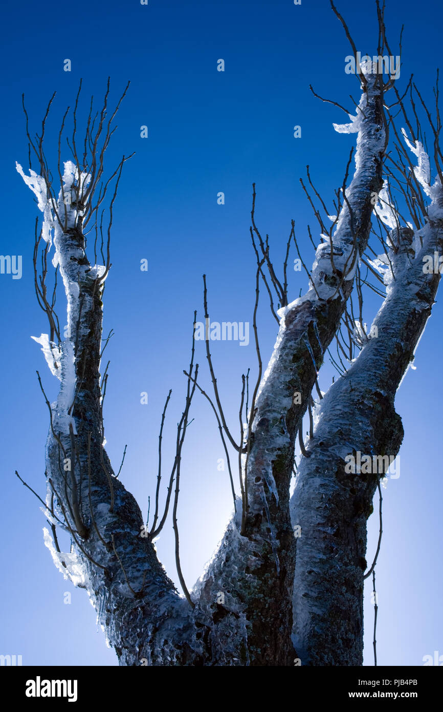 detail of tree covered with permafrost on a clear sunny winter’s day ...