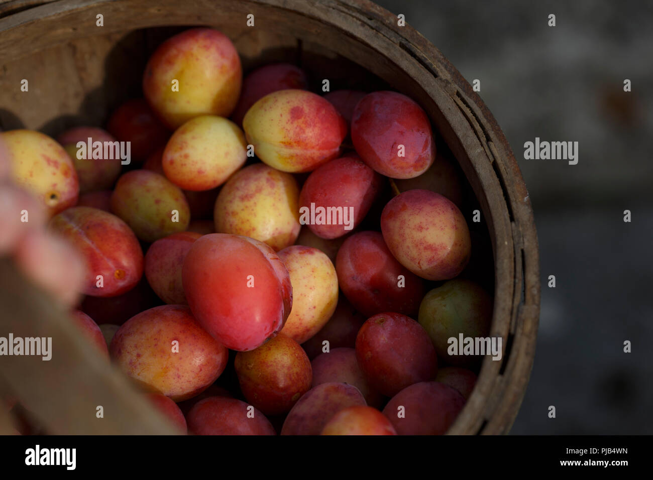 Fresh picked plums hi-res stock photography and images - Alamy