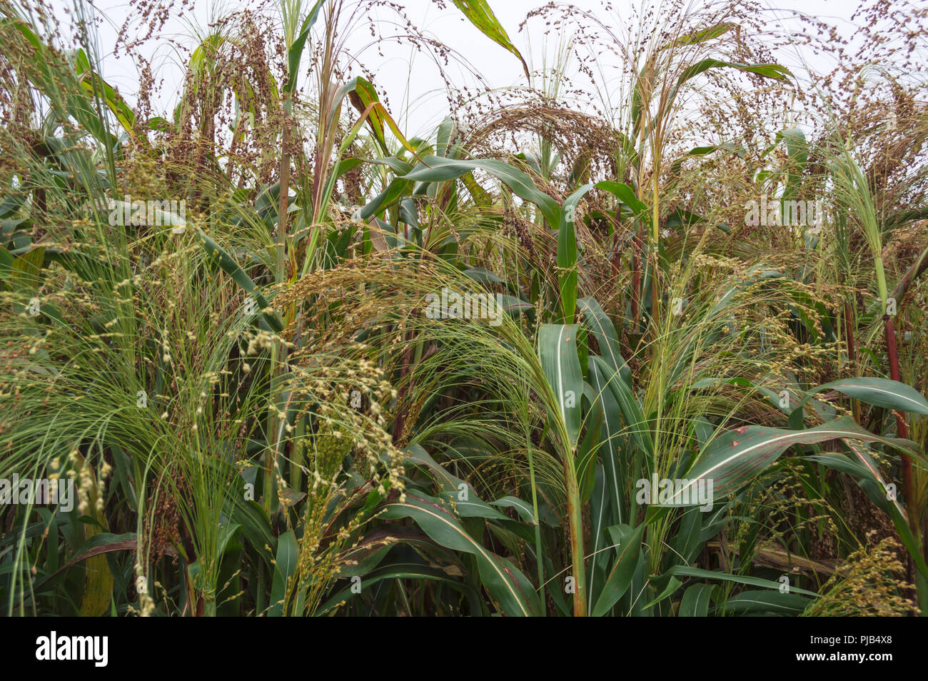 Sorghum fodder crop hi-res stock photography and images - Alamy