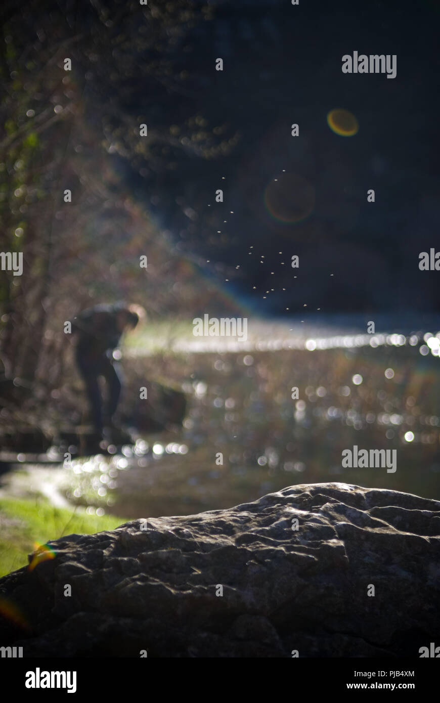 Cloud of midges hi-res stock photography and images - Alamy