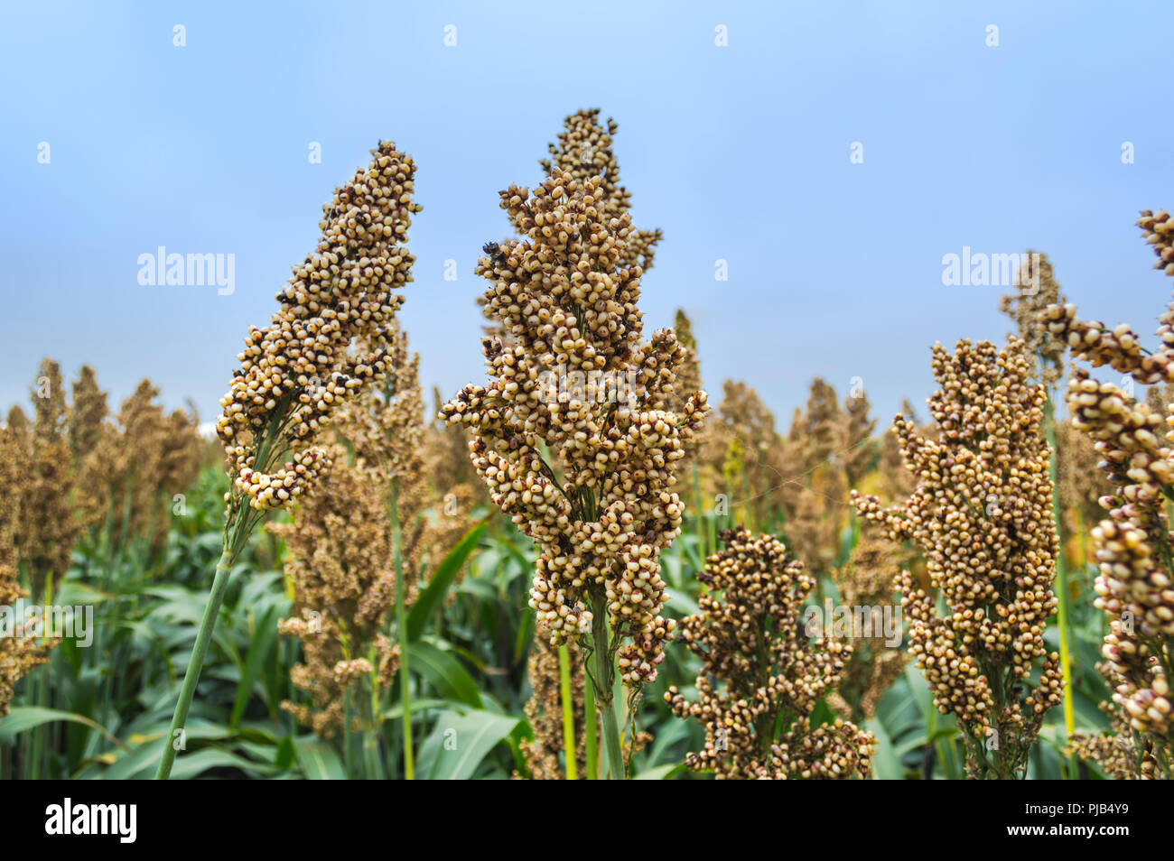 Sorghum fodder crop hi-res stock photography and images - Alamy