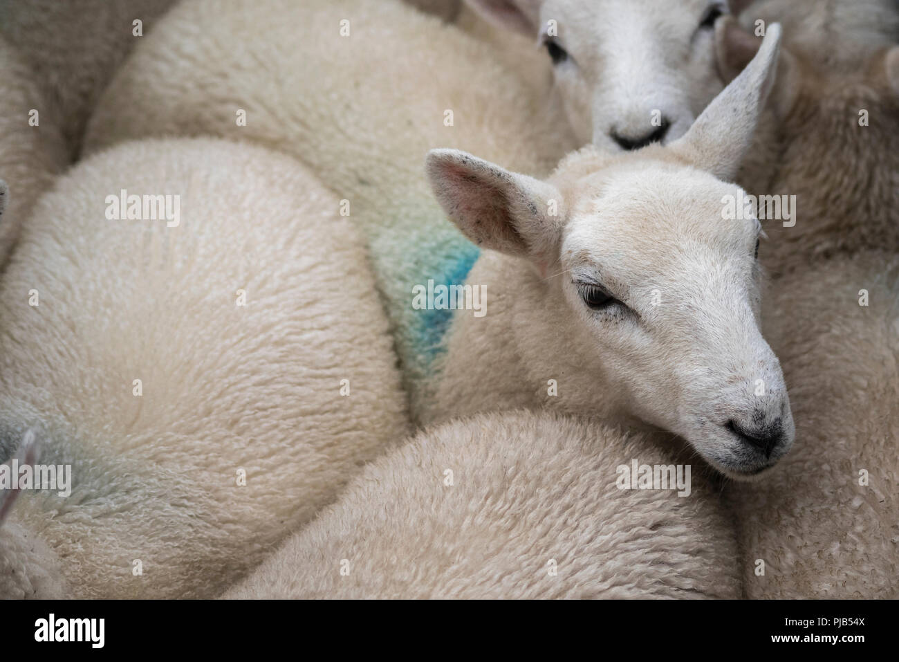 Cheviot sheep lamb hi-res stock photography and images - Alamy