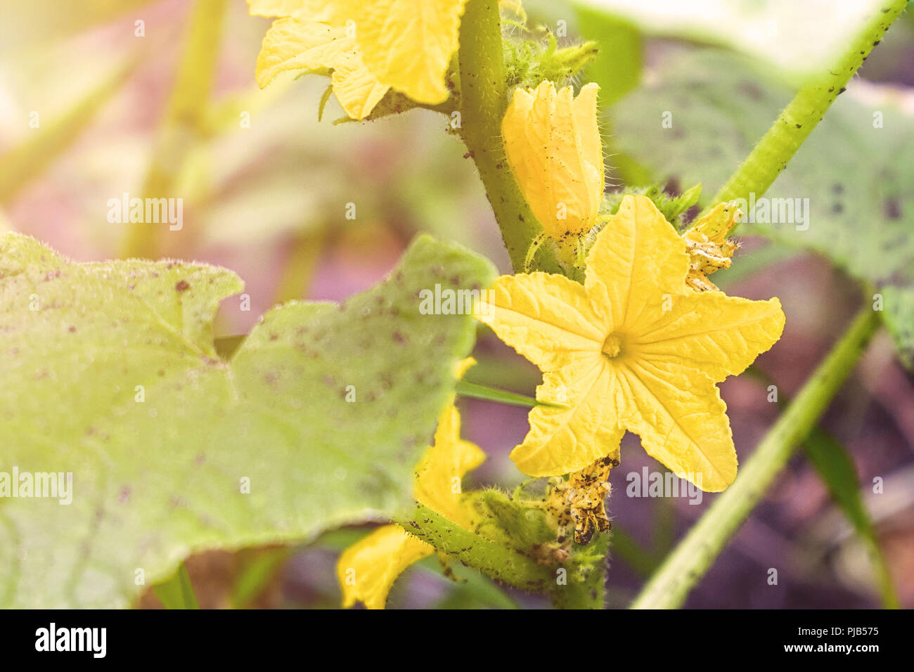 Yellow cucumber flower on a Bush in garden Stock Photo - Alamy