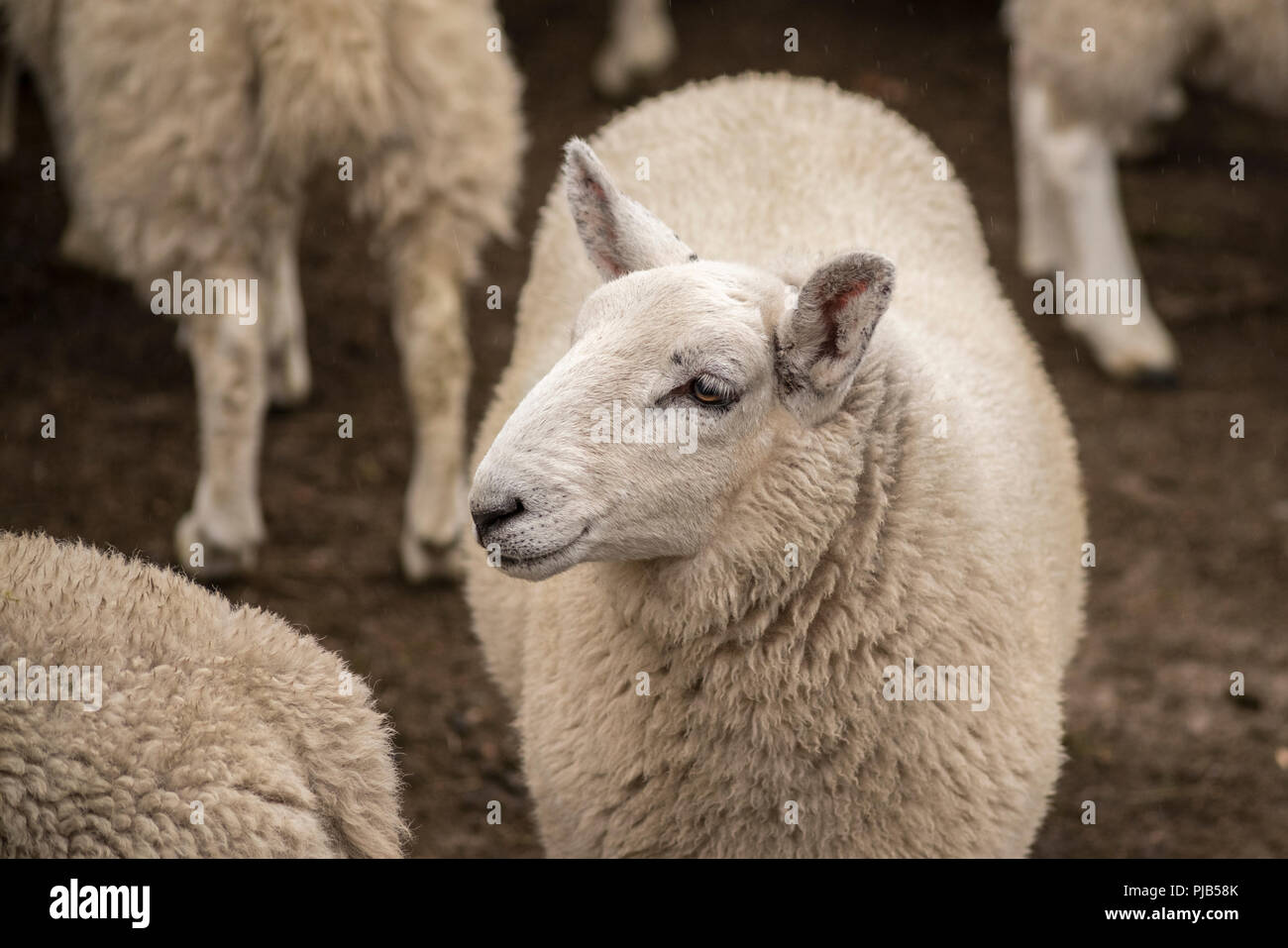 Dingwall auction mart hi-res stock photography and images - Alamy