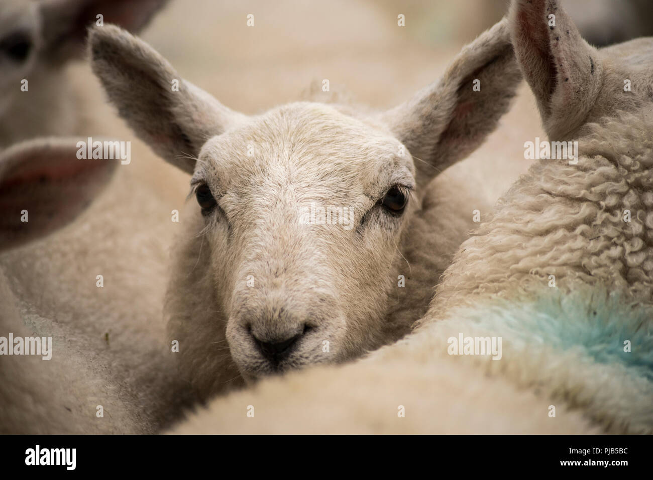 Dingwall auction mart hi-res stock photography and images - Alamy