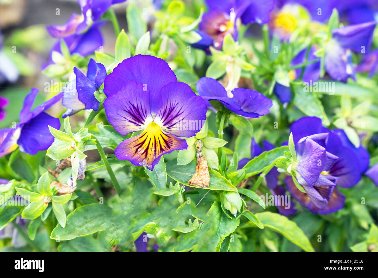 Flower pense pansy hi-res stock photography and images - Alamy