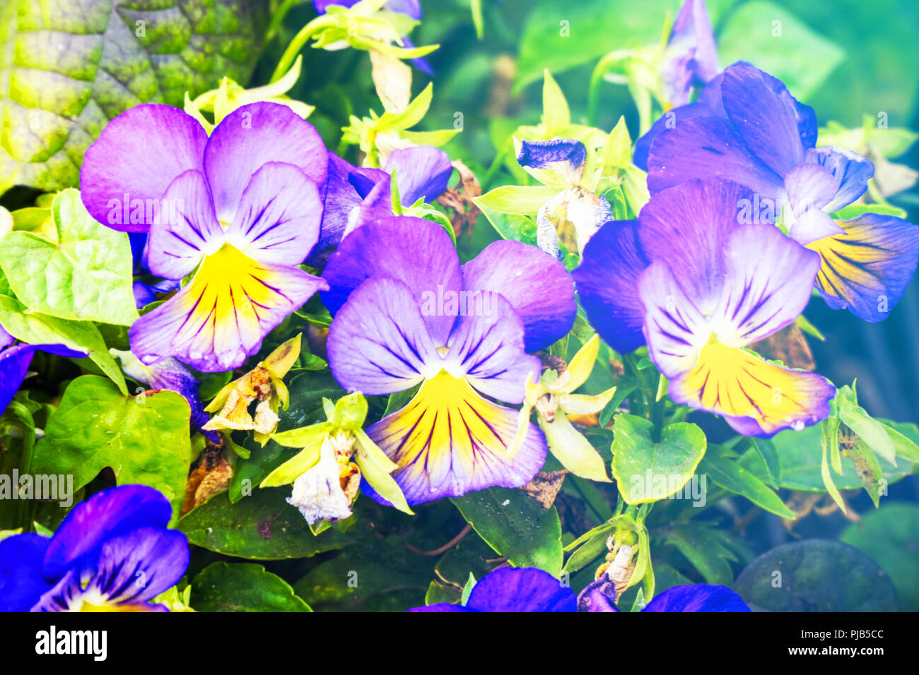 Flower pense pansy hi-res stock photography and images - Alamy