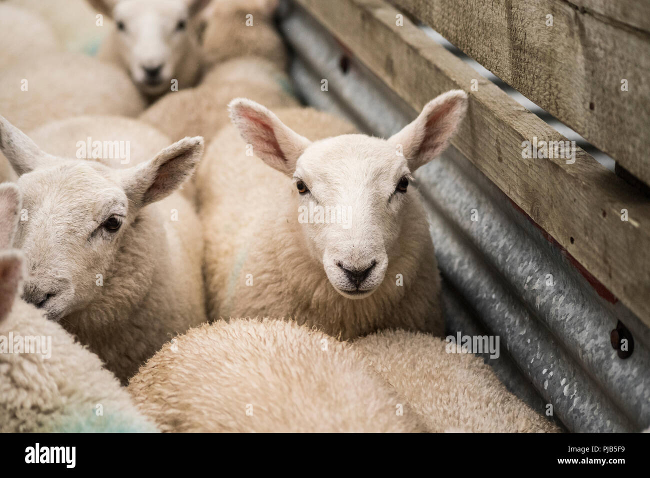 Dingwall auction mart hi-res stock photography and images - Alamy