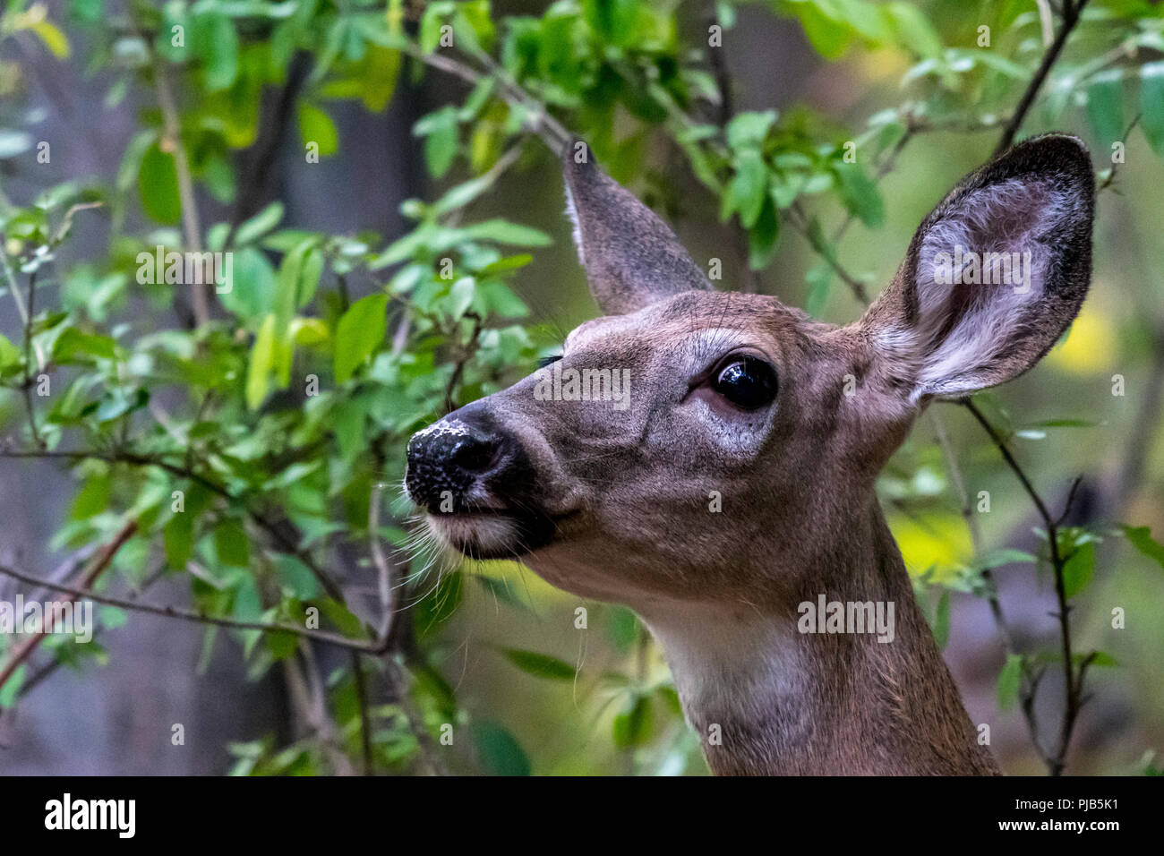 White tailed deer smelling hi-res stock photography and images - Alamy