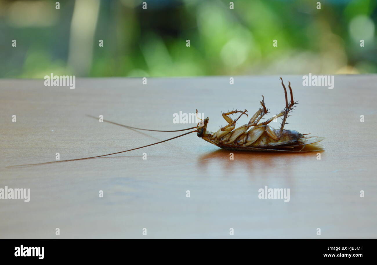 cockroach dead on wooden floor Stock Photo - Alamy
