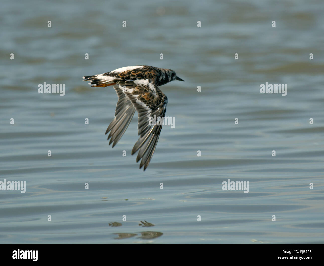 Turnstone summer plumage hi-res stock photography and images - Alamy