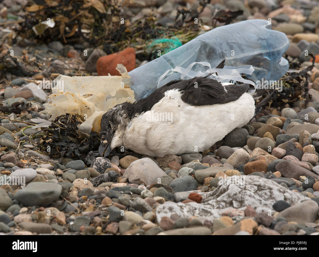 Plastic pollution bird carcass hi-res stock photography and images - Alamy