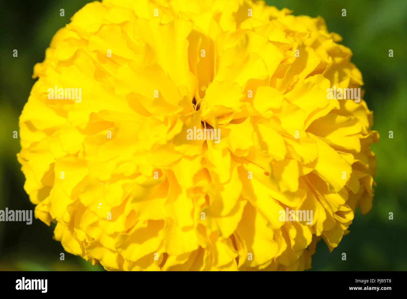 Big Marigold Flower High Resolution Stock Photography and Images - Alamy